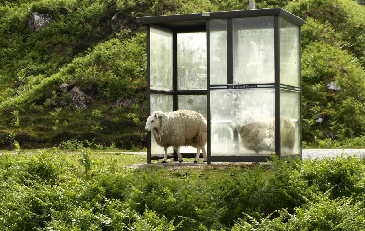 Scottish Rural Action | Scottish Rural Action